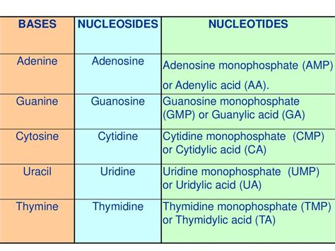 Nucleoproteins Biochemistry