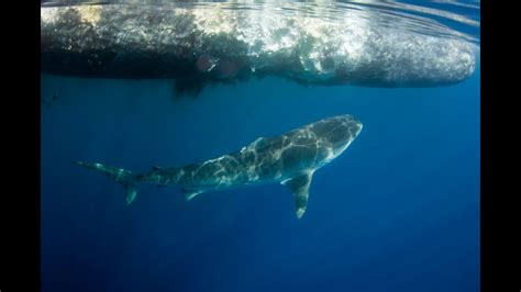 Sperm Whale And Shark Encounter At Coffs Harbour July 2015 Watch In