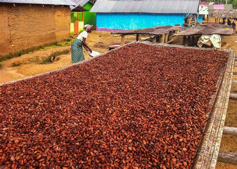 Cocoa Fermentation Flavor Processing Britannica