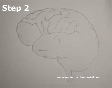 How To Draw Human Brain Step By Step Guide For Brain Drawing