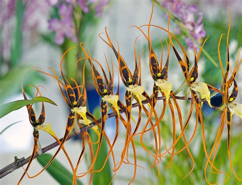 Best Types Of Orchids To Grow Indoors Heres Our Top 10 Picks