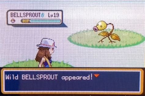 [3] Shiny Bellsprout After 12 078 Encounters This Is My Fifth Shiny While Hunting Meowth Its