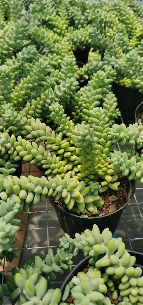 多肉玉綴種植養護方法 每日頭條