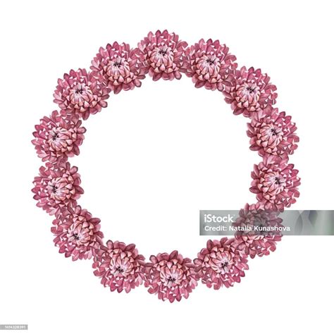 흰색 배경에 고립 된 수채화 보호 화환 디자인을위한 원 프레임 테두리 템플릿 결혼식을위한 드라이 플라워 핑크 국화 손으로 그린 여름 가을 식물 복사 공간이있는 클립 아트 0