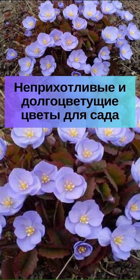 Неприхотливые и долгоцветущие цветы для сада в 2024 г Растения Цветы на веранде Естественный сад