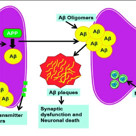 3d Structure Of Amyloid Beta 42 Fibrils Download Scientific Diagram