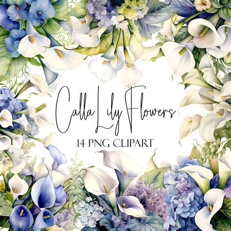 Calla Lily Clipart Watercolor Flowers Png Format Instant Download Commercial Use Pod Use Etsy