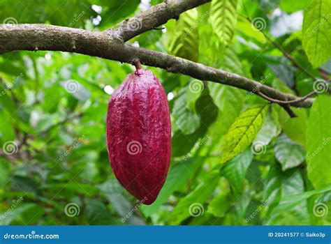 Cocoa Tree With Pods Stock Image Image Of Indonesia 20241577