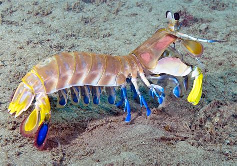 Subphylum Crustacea Subphylum Crustacea