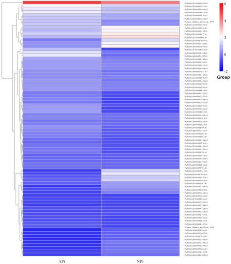 Cluster Diagram Of Expression Patterns Of Degs In P Sibirica