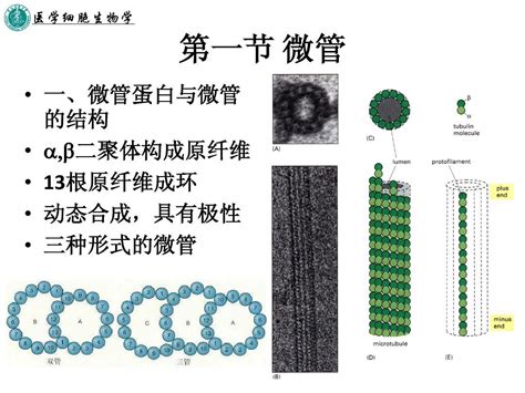 第七章 细胞骨架与细胞的运动 word文档在线阅读与下载 无忧文档