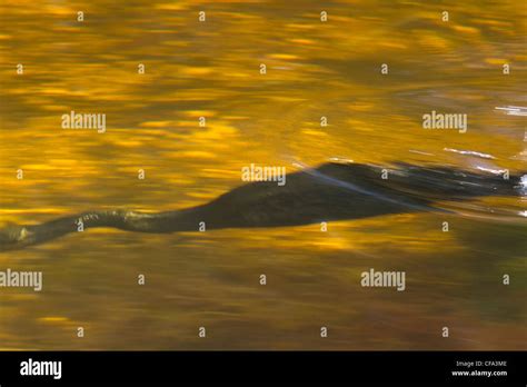 Anhinga Anhinga Anhinga Swimming Underwater Looking For Food Stock