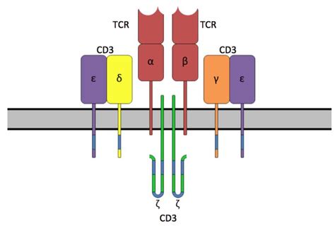Itimitam Immunoreceptors And Related Molecules Creative Diagnostics