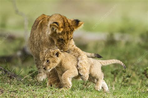 Lion Cubs Playing
