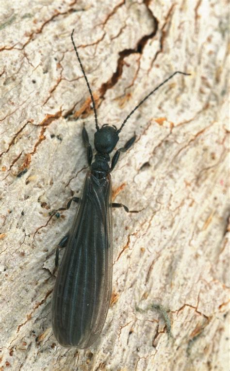 Real Monstrosities Webspinner