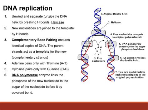 27 Replication Transcription Translation Ppt Programming