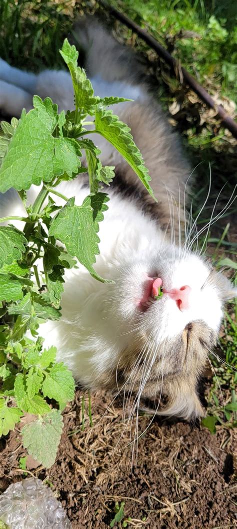 Rolling Around High Af Off That Fresh Catnip R Cats
