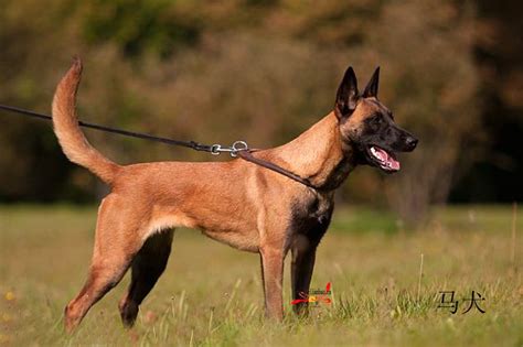 马犬多少钱一只纯种马犬价格