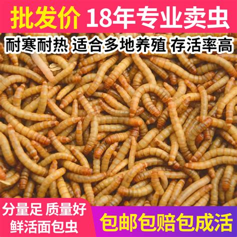 大麦虫黄粉虫鲜活虫面包虫活虫龙鱼龟粮鱼鸟饲料仓鼠饲料宠物活食