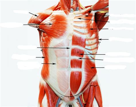 Body Muscles Quiz At Ella Hogarth Blog