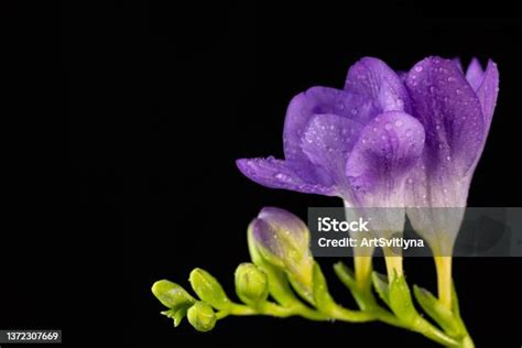 검은 배경에 고립 된 이슬 방울이있는 보라색 프리시아 꽃 꽃과 프리시아의 가지 프리지어에 대한 스톡 사진 및 기타 이미지 프리지어 0명 3월 Istock