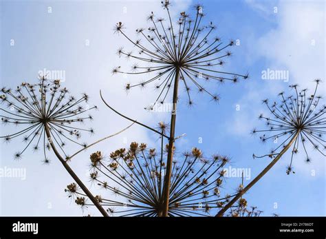 Dry Inflorescences Of A Grass Of A Cow Parsnip Heracleum Sosnowskyi