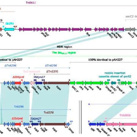 Linear Comparison Of Tn6411 Related Region And Related Regions Genes Download Scientific