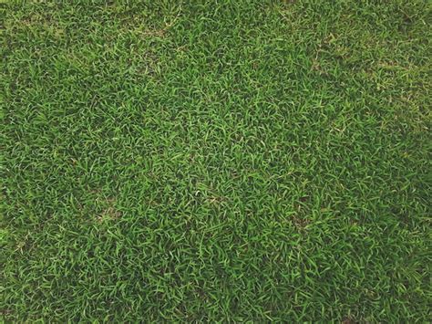 Premium Photo High Angle View Of Grass On Field High Angle View Of