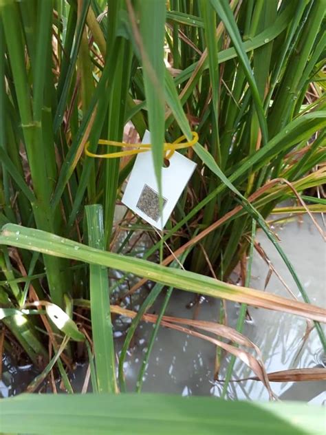 စံပြစက်မှုလယ်ယာ ဧက ၁၀၀ မျိုးစေ့ထုတ်စိုက်ခင်းတွင် ထရိုင်ဂိုဂရားမားဥကပ်ပါးနဂျီ ဒုတိယ အကြိမ် လွှတ