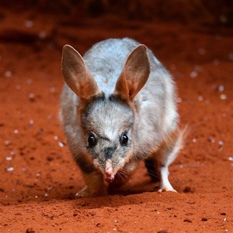 Bilby Genome Sequenced For The First Time Abc Listen