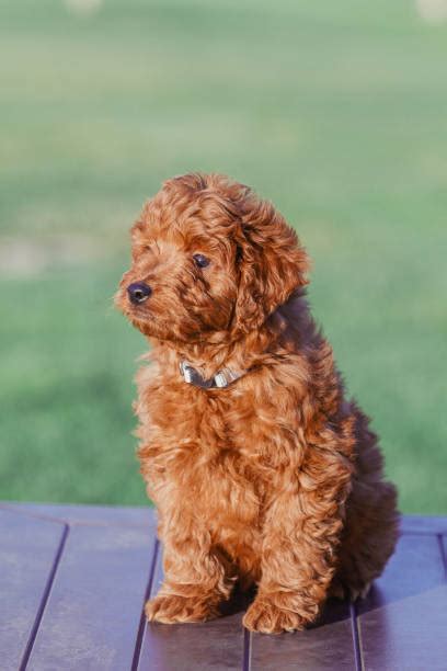 Red Goldendoodles