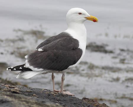 Typical Gulls Bird Identification Tips