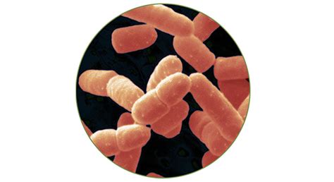 Bacillus Coagulans Bacillus Coagulans 発芽 Fuav