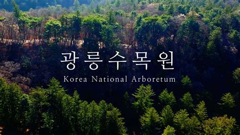 광릉 수목원 피톤치드 가득한 서울 근교 조용한 숲길 가족 나들이 산책 코스 Cinematic Scenic Travel Youtube