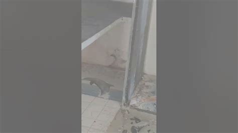 রান্নাঘর সংস্কারের কাজ চলছে Youtube