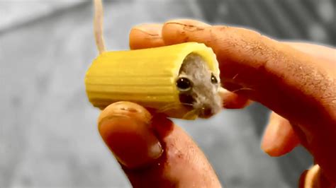 Mexican Mouse Funny Com