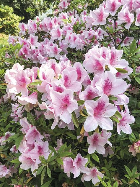 Qu Significa Azalea Ehow En Espaol