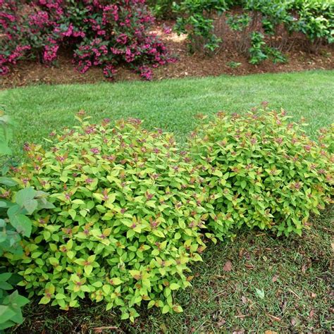 Double Play Dolly Spiraea Sooner Plant Farm