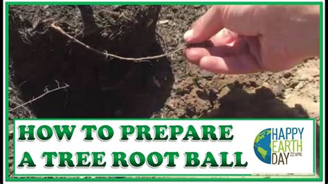Tree Root Ball
