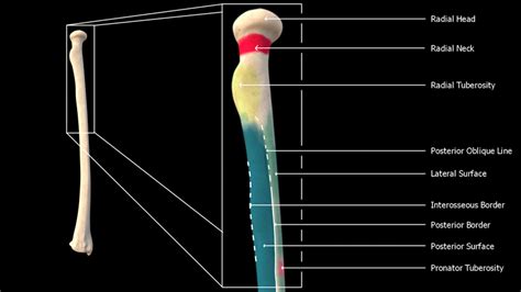 Radius Bone Wikipedia