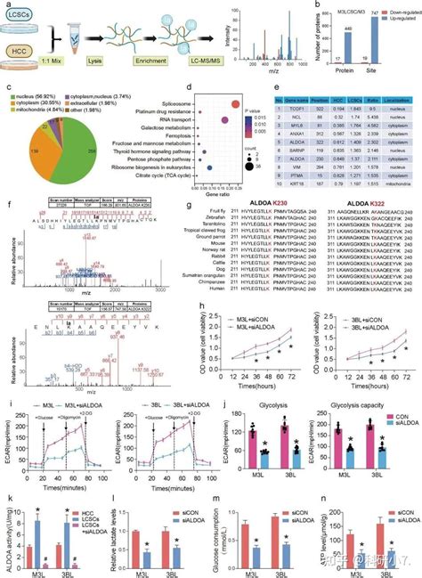 If 14 3 乳酸化修饰组学分析揭示肝癌干细胞中乳酸化依赖的干细胞重塑机制 知乎
