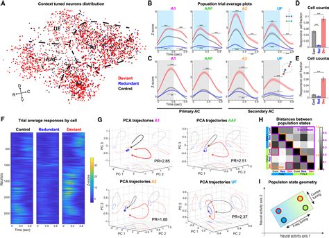 Slow Cortical Dynamics Generate Context Processing And Novelty