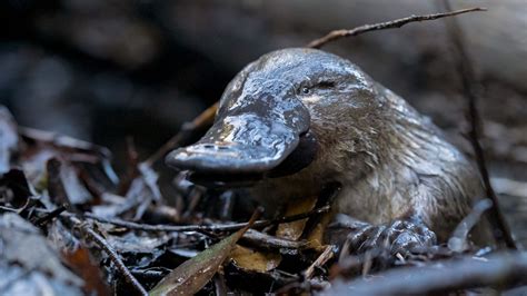 Platypus Fact Sheet Blog Nature Pbs