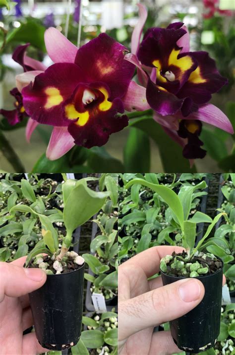 Rth Chomyong Beauty Mericlone 50mm Pot Size Rosella Orchids