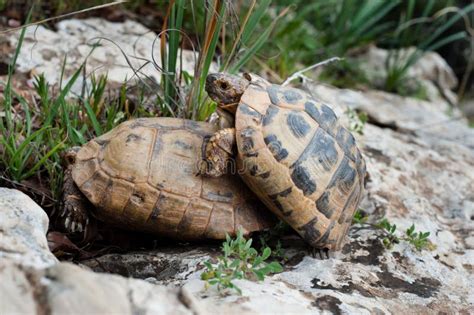 Turtle Sex Slow And Steady Stock Image Image Of Spur Reptile 19734275