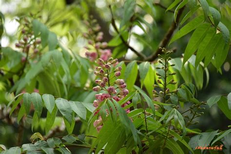 เสน่ห์น่านวันนี้ ดอกชมพูภูคา เริ่มทยอยบานสะพรั่งสวยงาม ณ ศาลเจ้าหลวงพ่อภูคา บริเวณ กม 31 32