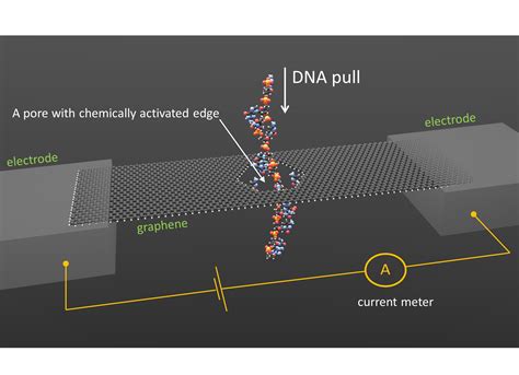 Fast Accurate Dna Sequencing Simulated Through Graphene Nanopore Research And Development World