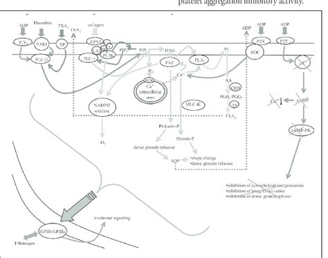 Schematic Representation Of Human Platelet Activation The