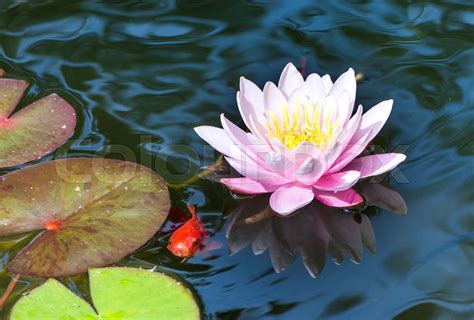 Water Lily And Goldfish Stock Image Colourbox