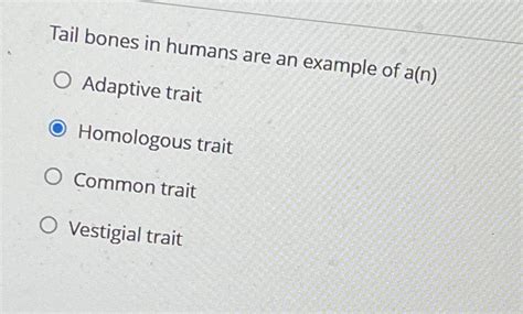 Solved Tail Bones In Humans Are An Example Of An Adapti